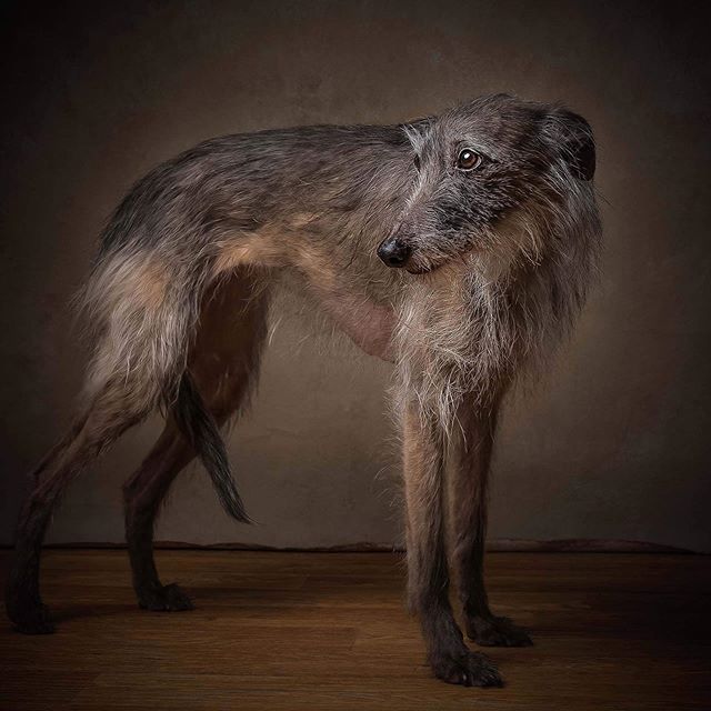 Phil Girdlestone – Nature & Animals Photographer