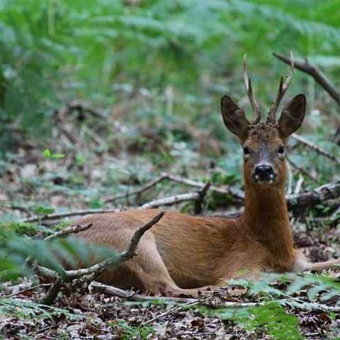 Vicky Hutton – Nature & Animals Photographer