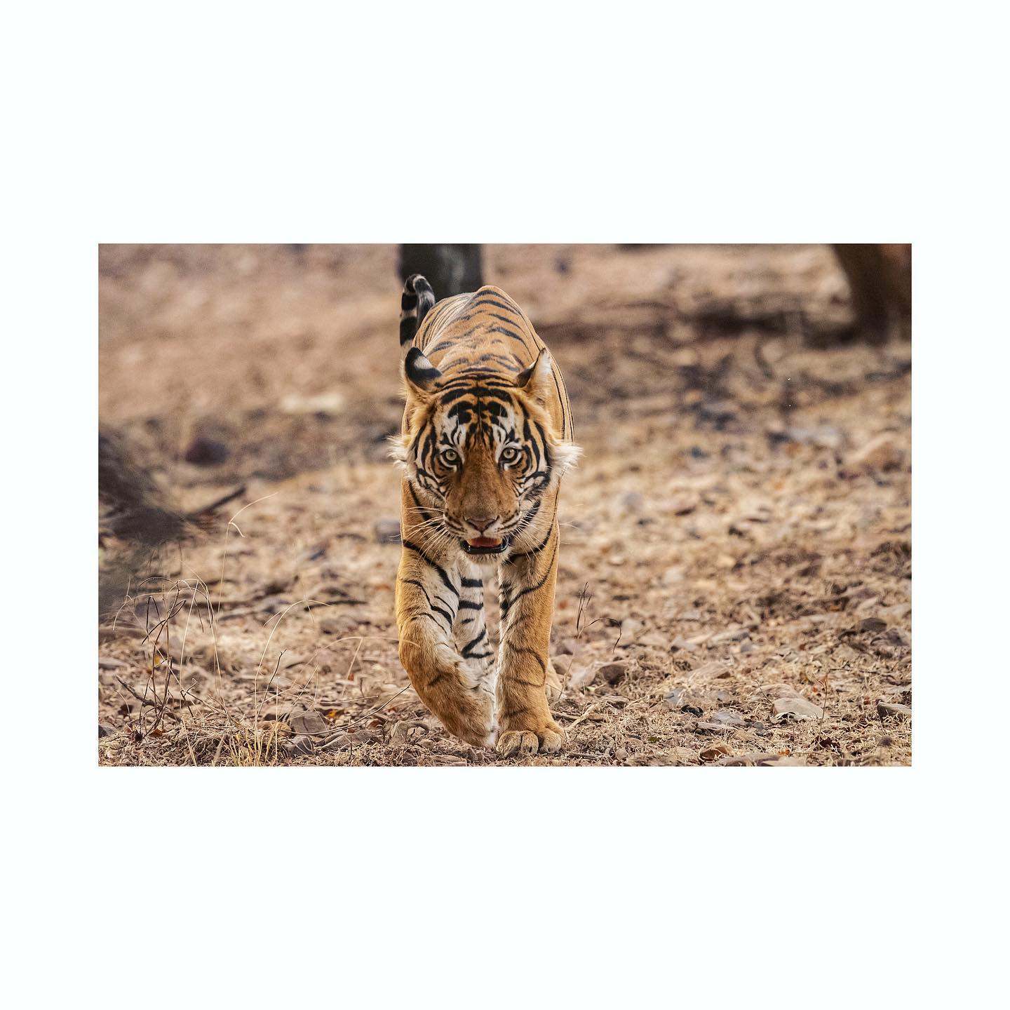 Majestic Tiger Striding Forward Wildlife Conservation
