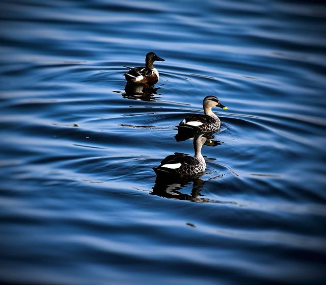 Aakash Shah – Nature & Animals Photographer