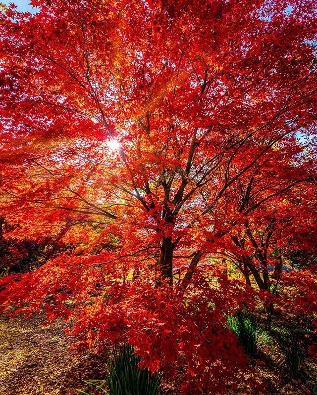 Red Autumn Leaves Tree Sunlight Fall Colors