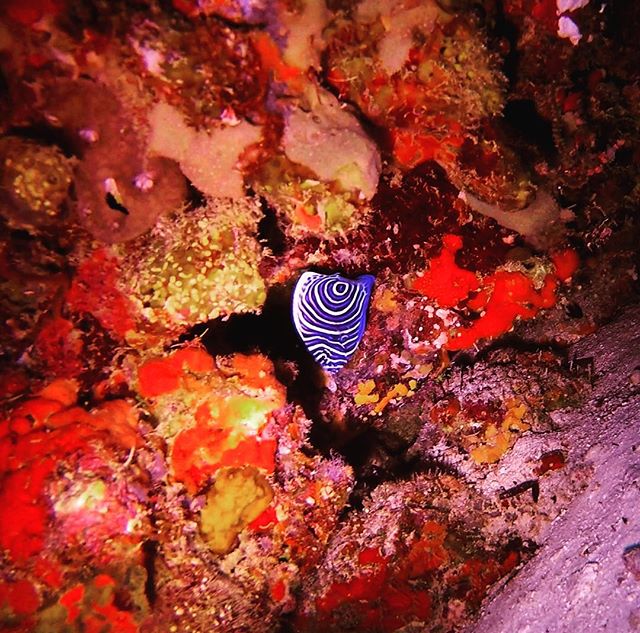 Emperor Angelfish Coral Reef Underwater