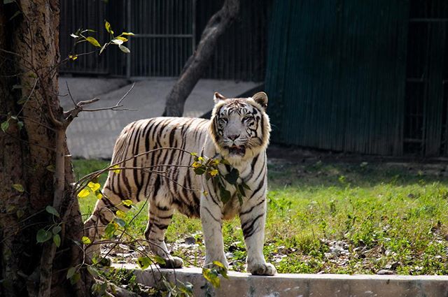 White Tiger Zoo Enclosure Wildlife