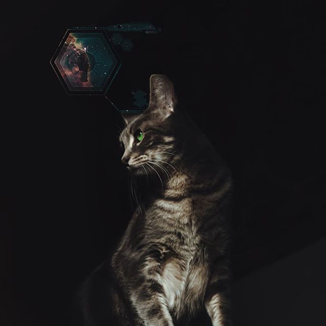 ryan mowat – Nature & Animals Photographer