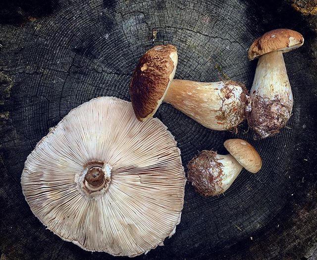 Studio KiBa – Food & Still Life Photographer