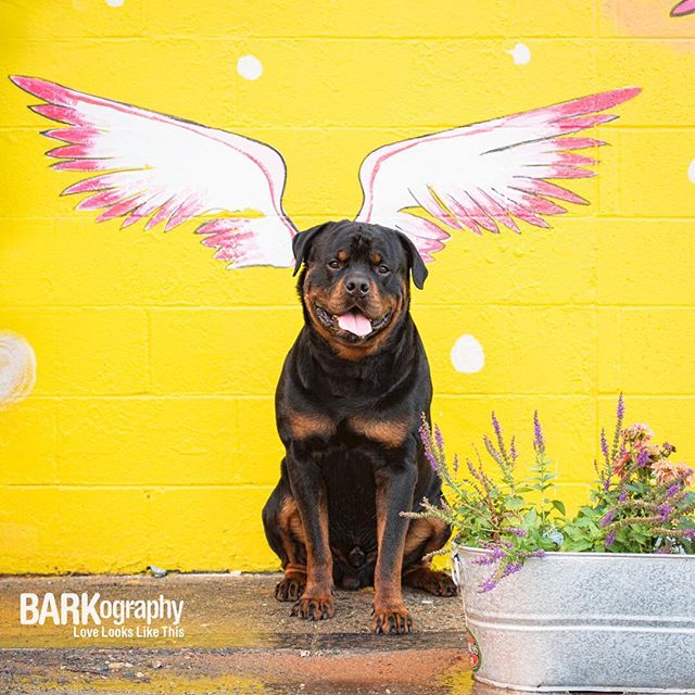 Happy Rottweiler Angel Wings Mural