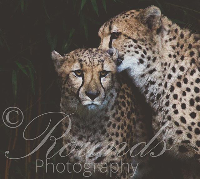 Ben Rounds – Nature & Animals Photographer