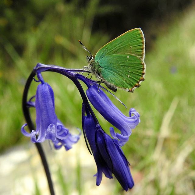 Chris Roughley – Nature & Animals Photographer