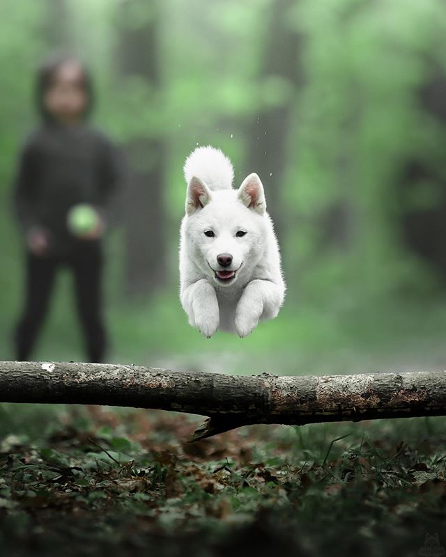 Dragos Sandu – Nature & Animals Photographer