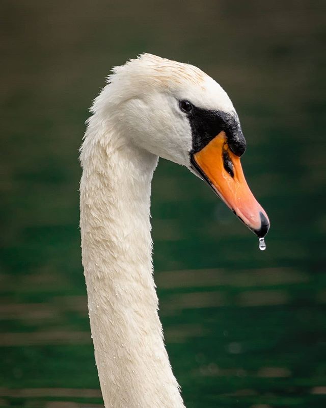 Darren Wheatley – Nature & Animals Photographer