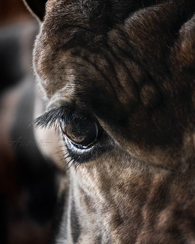 Anna Freimane – Events Photographer