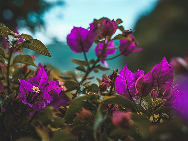 Ben Blakeman – Events Photographer