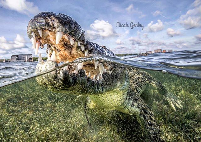 Crocodile Underwater Powerful Jaws Wildlife Photography