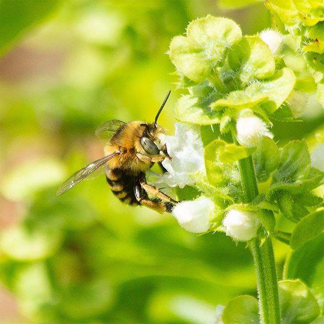 Simon Zino – Nature & Animals Photographer