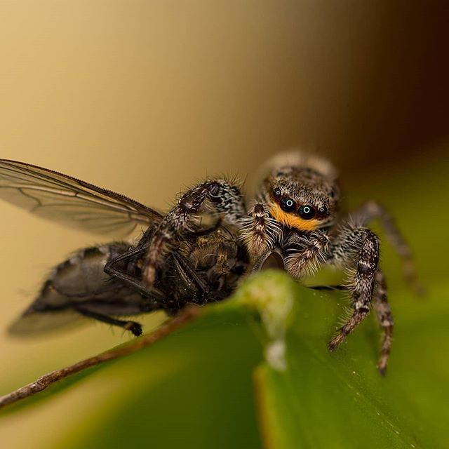 Jumping Spider Eating Fly Macro Shot