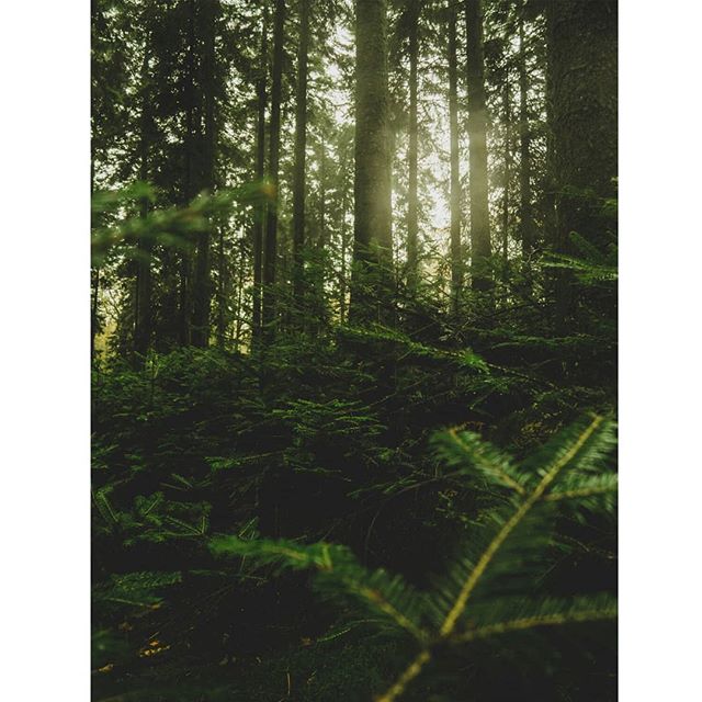 Thibault Guillaumin – Nature & Animals Photographer