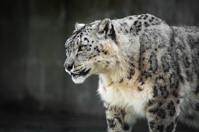 Snow Leopard Animal Wildlife Conservation Campaign